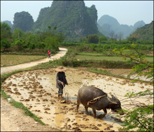 Chinese Farms Generate More Water Pollution than Factories – Circle of Blue
