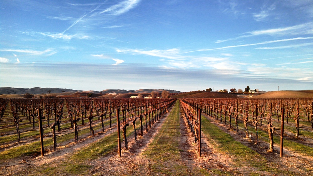 Vineyards1000 - Circle of Blue