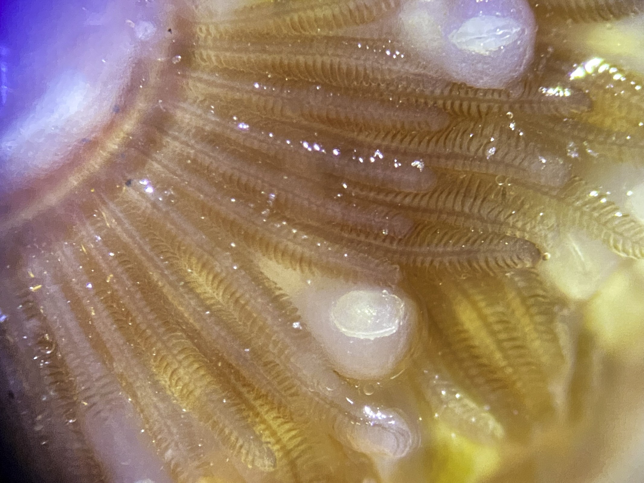 Encystment Of Eastern Pondmussel On Largemouth Bass Gill Filaments_2022 ...