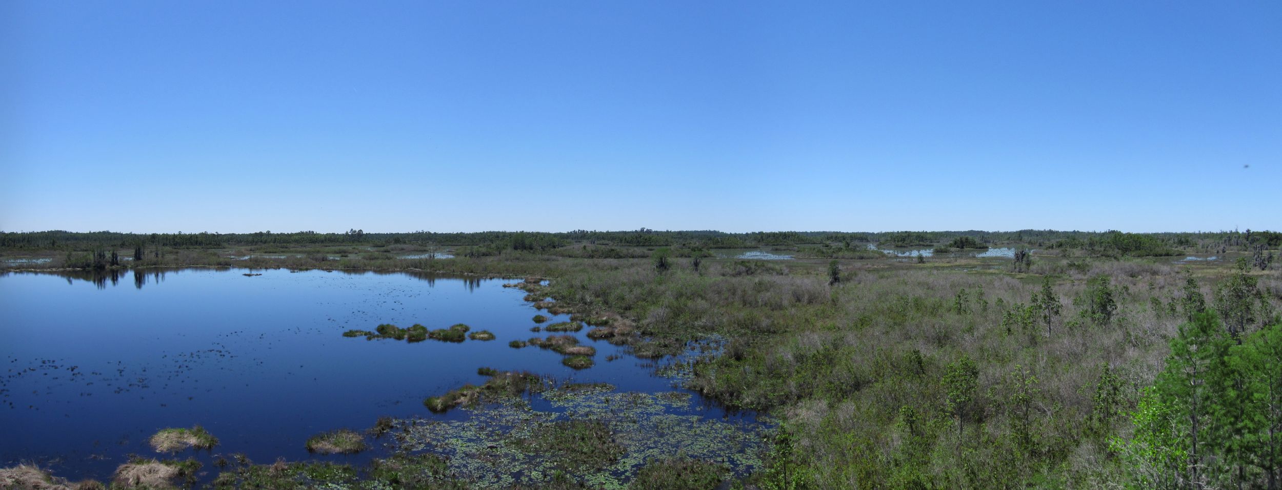 okefenokee swamp - Circle of Blue