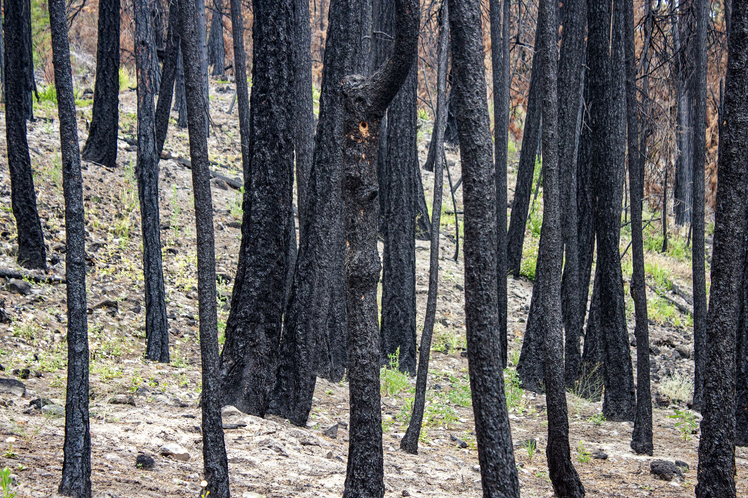 2025-07 Retreat Fire burn scar BWalton IMG_6797.CR2-Edit-2500 - Circle ...